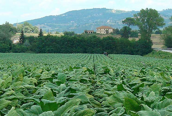 PVH19 - Híbridos Virginia - Maduración Rápida - ProfiGen