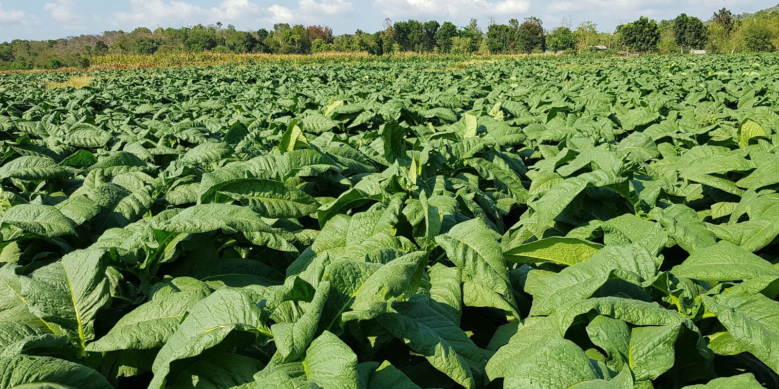 PD7318LC - Dark Hybrids - Dark Hybrids - ProfiGen