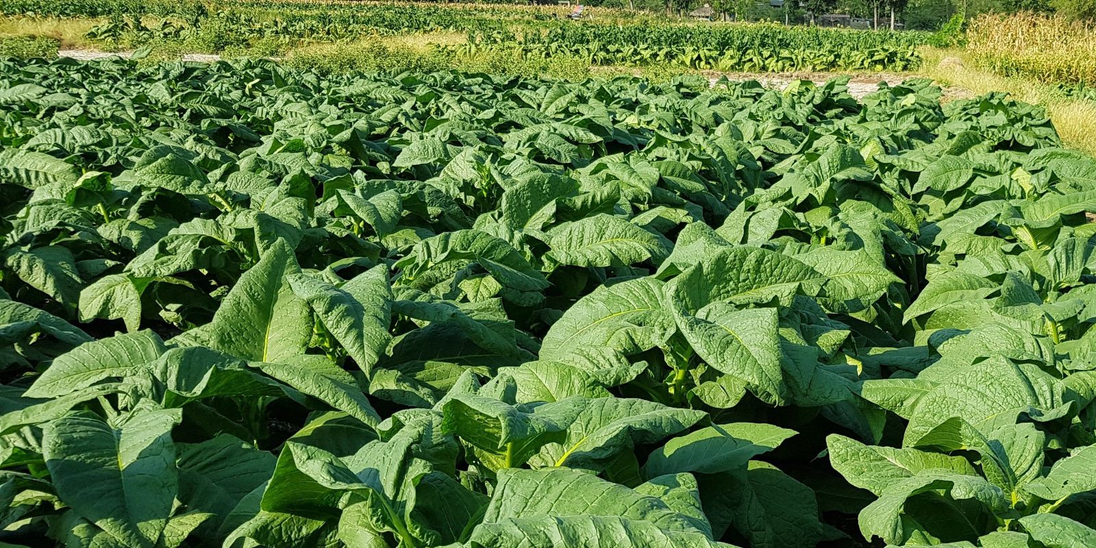 PD7318LC - Dark Hybrids - Dark Hybrids - ProfiGen