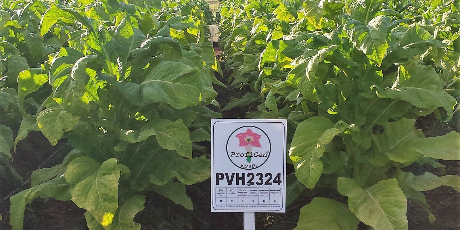 PVH2324 - Flue-cured Hybrids - Early maturity - ProfiGen