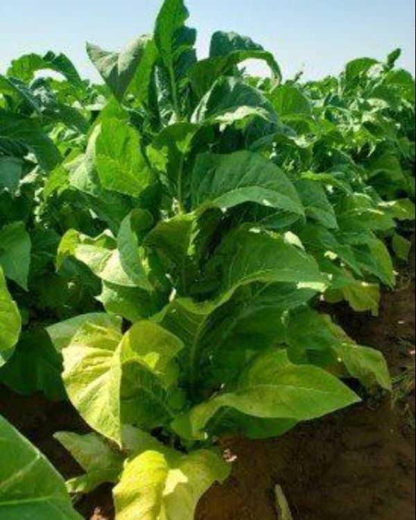 PVH2409 - Híbridos Virgínia - Maturação rápida - ProfiGen