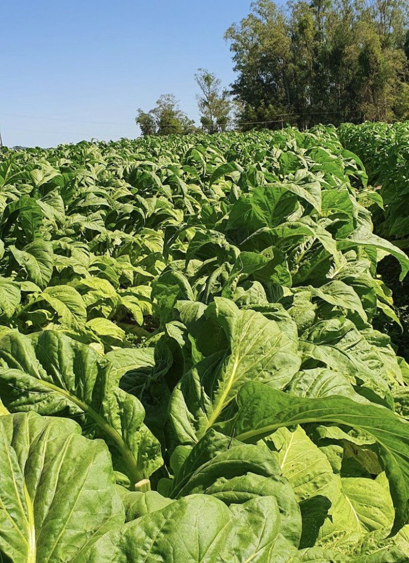 PVH2409 - Híbridos Virgínia - Maturação rápida - ProfiGen