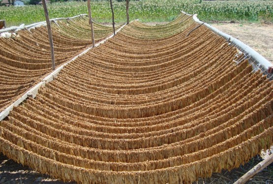 POH6002 - Oriental Hybrids - Oriental Hybrids - ProfiGen