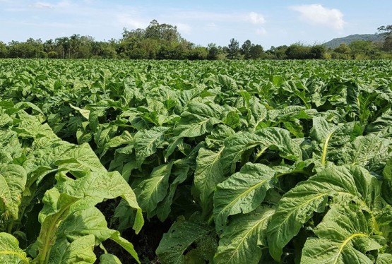 PVH1920 - Híbridos Virgínia - Tolerantes a murcha - ProfiGen