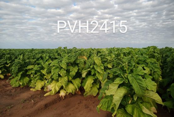 PVH2415 - Híbridos Virgínia - Ciclo Longo - ProfiGen
