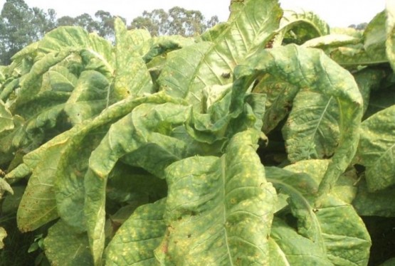 PGH5360 - Híbrido Comum - Tolerantes a murcha - ProfiGen