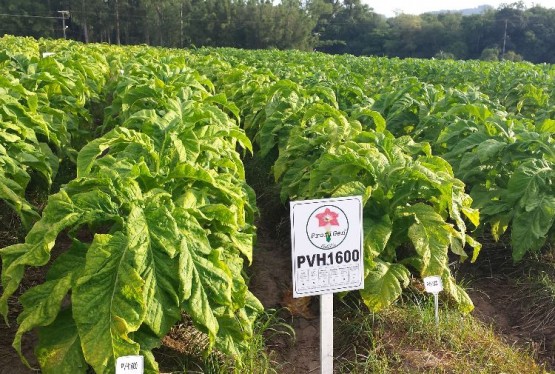 PVH1600 - Flue-cured Hybrids - Bacterial wilt tolerant - ProfiGen