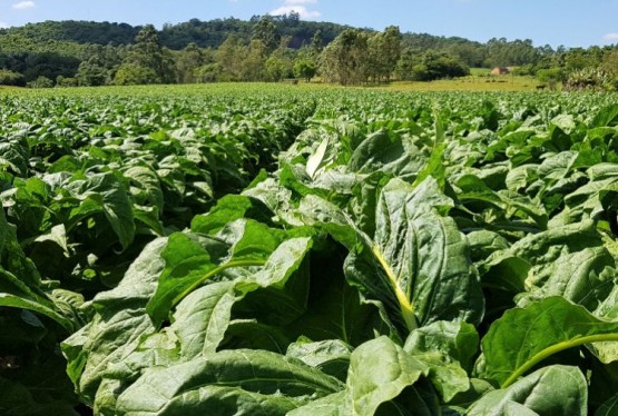 PVH2233 - Flue-cured Hybrids - PVY - Resistant - ProfiGen