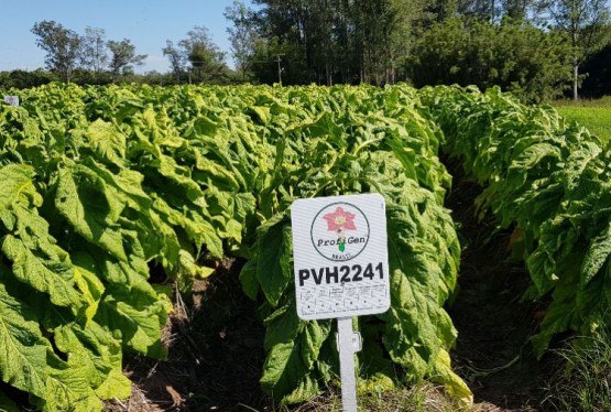 PVH2241 - Flue-cured Hybrids - TMV - Resistant - ProfiGen