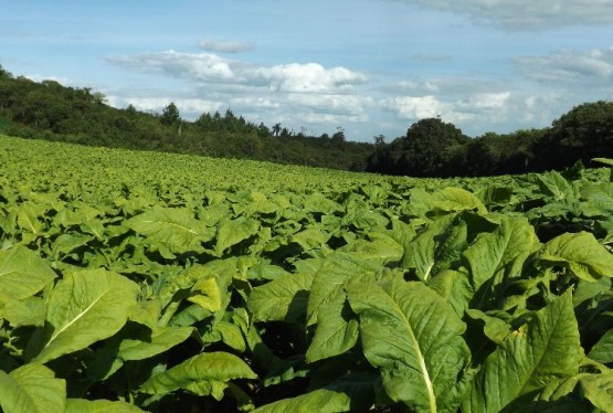 PVH2299 - Flue-cured Hybrids - TMV - Resistant - ProfiGen