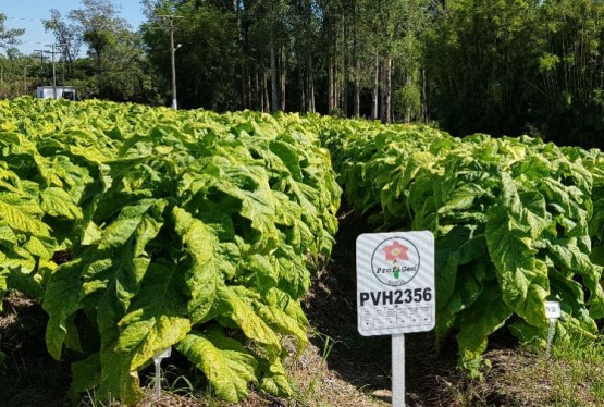 PVH2356 - Flue-cured Hybrids - Nematode - Resistant - ProfiGen
