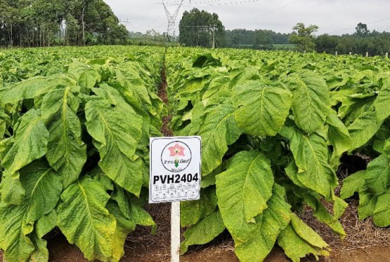 PVH2404 - Flue-cured Hybrids - PVY - Resistant - ProfiGen