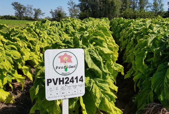 PVH2414 - Flue-cured Hybrids - PVY - Resistant - ProfiGen
